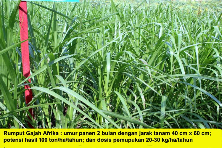 3 Jenis Rumput Gajah Pakan Hijauan | Bebeja.com