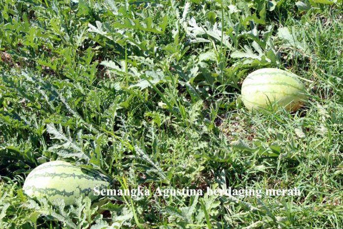 5 Semangka Unggul Hibrida F1 | Bebeja.com