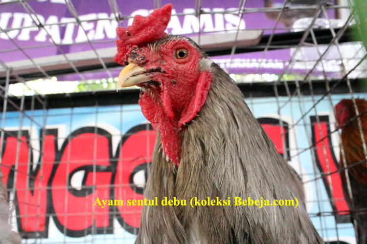 5 Varian Ayam Sentul Asli Ciamis | Bebeja.com