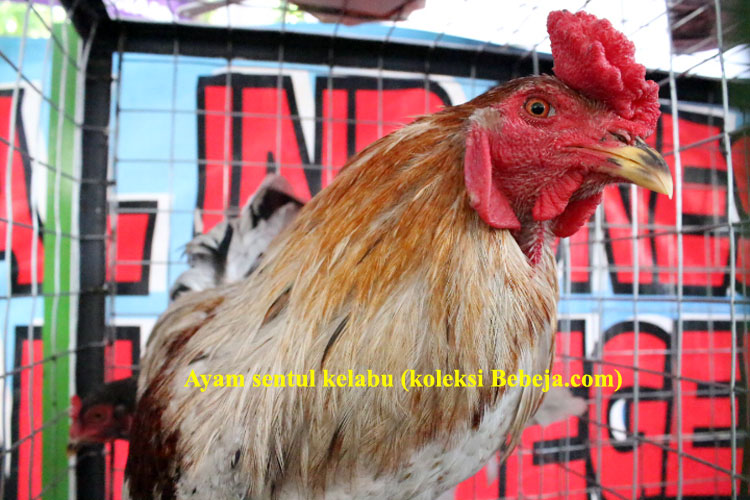 ayam sentul | Bebeja.com