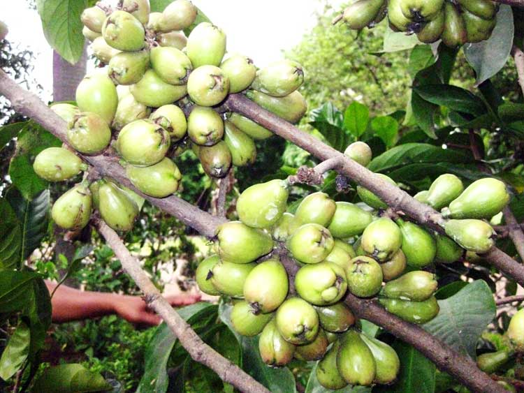 Pacu Jambu Bol Jamaika Berbuah | Bebeja.com