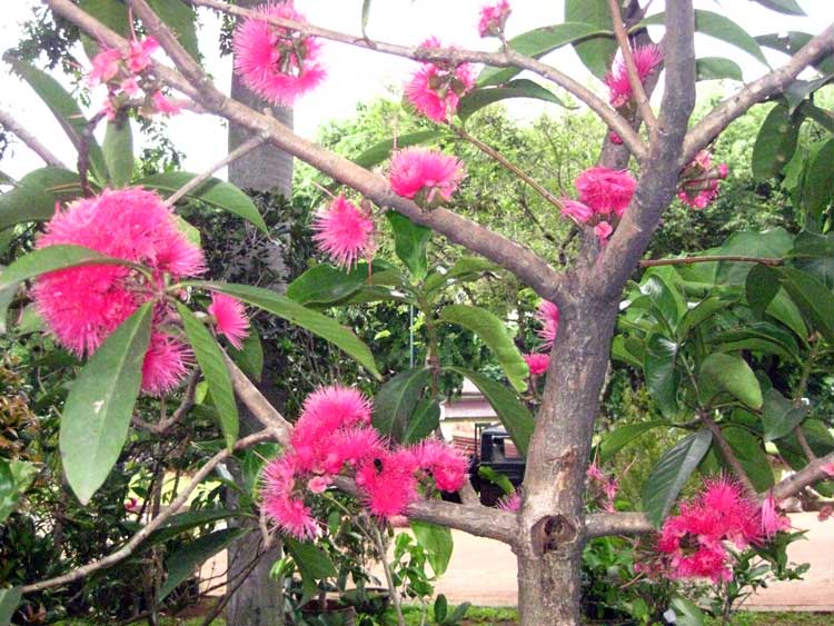 Pacu Jambu Bol Jamaika Berbuah | Bebeja.com