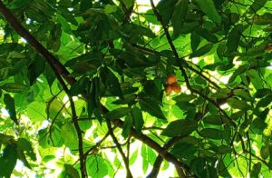 Konservasi Pohon Gayam | Bebeja.com