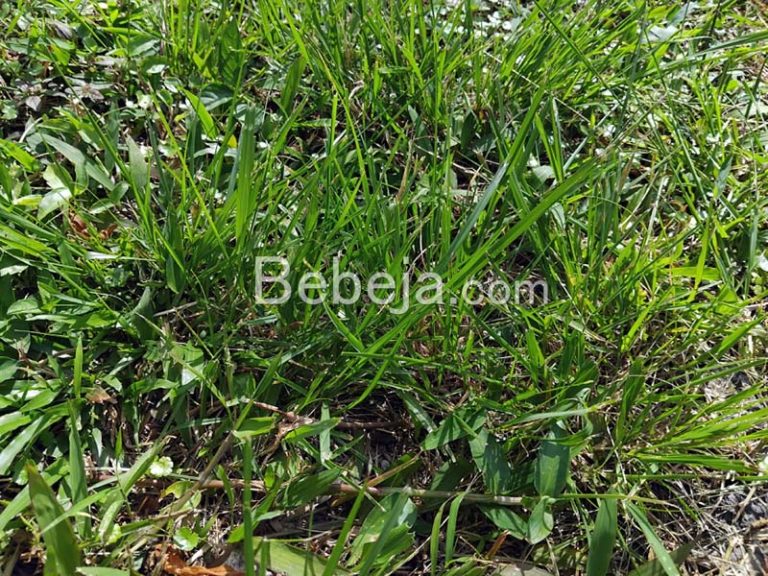 Jenis Gulma Pada Tanaman Budidaya | Bebeja.com